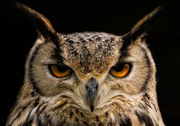 10 Spirit Animals Revered By the Cherokee Tribe - NewsBreak