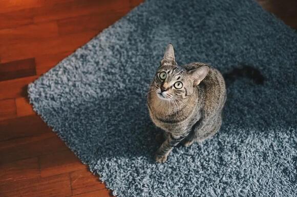 The Incredible Memory of Cats: Do They Really Remember Everything ...