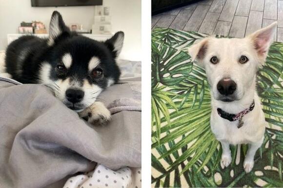 New dog rescue opens in North County - NewsBreak