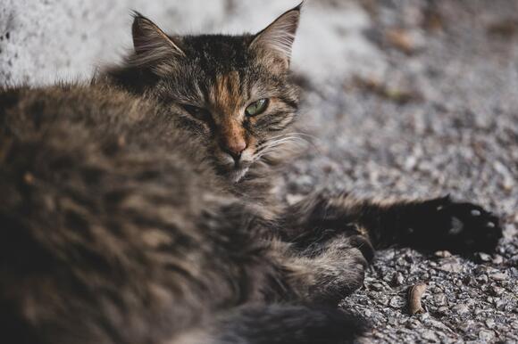 Village Cat Harry Faces Eviction Threat After Shocking Campsite Attack ...