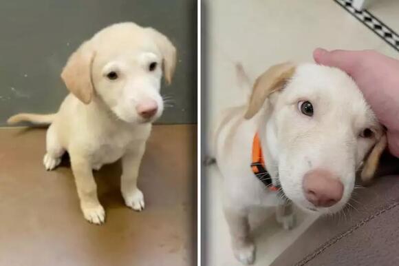 Dog owner thinks she's adopting a Labrador puppy – only to be proven ...
