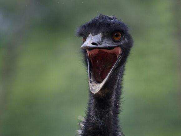 Escaped emu lead police on hours-long chase, captured safely - NewsBreak