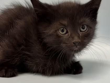 🐱 Playful Kittens and Loving Cats Ready for Adoption in Woodbury ...