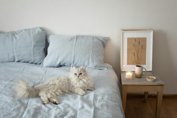 9 Cat Breeds That Don’t Mind Being Alone During the Day - NewsBreak