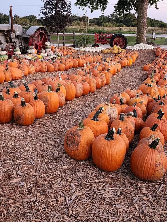 Eastern Iowa Apple Orchards, Pumpkin Patches, & Farms to Enjoy This ...