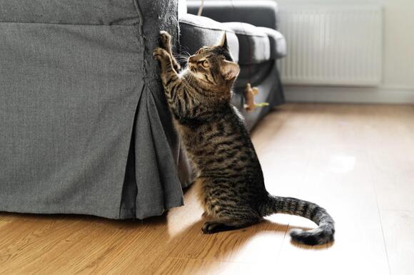 Cats vs Dogs Who Reigns Supreme on the Internet? - NewsBreak