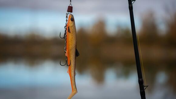 Freshwater fish species anglers underestimate the most - NewsBreak