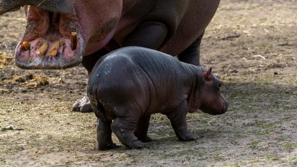 Orphaned baby hippo rescued by Kenyan wildlife service after mother ...
