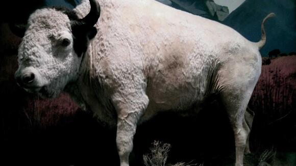 The Role of Bison in Native American Spiritual Traditions - NewsBreak