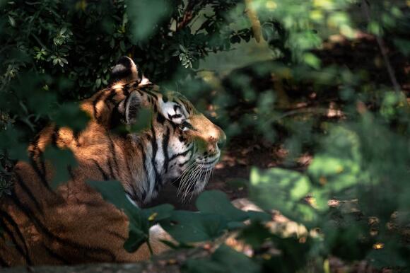 Terror Ends as Notorious Man-Eating Tiger Finally Captured After ...