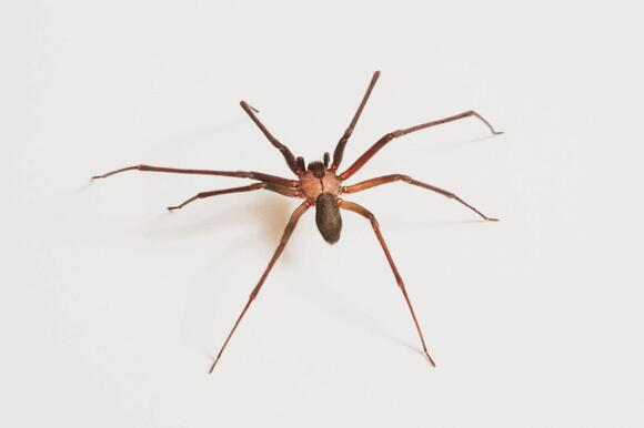 Western Black Widow: The Only Venomous Spider In Montana's Homes ...