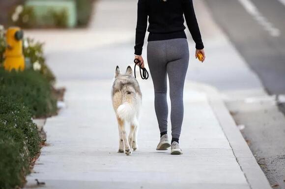 Psychology Says People Who Talk to Their Dog Like a Human Often ...