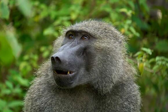 What a Baboon’s Social Rank Means in Its Troop - NewsBreak