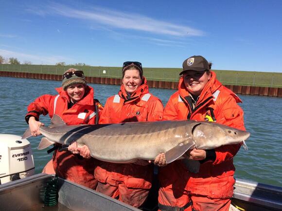 Lake Sturgeon Research Grant Awarded for Grand River Study - NewsBreak