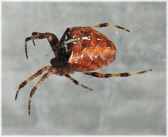 10 Giant Spiders in Oregon: Identify the Largest Species in Your Area ...