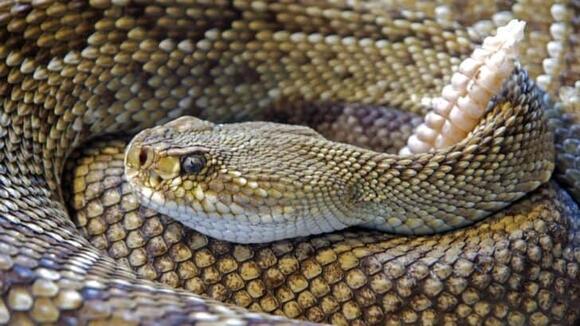 14 Fascinating Facts About the Eastern Diamondback - NewsBreak