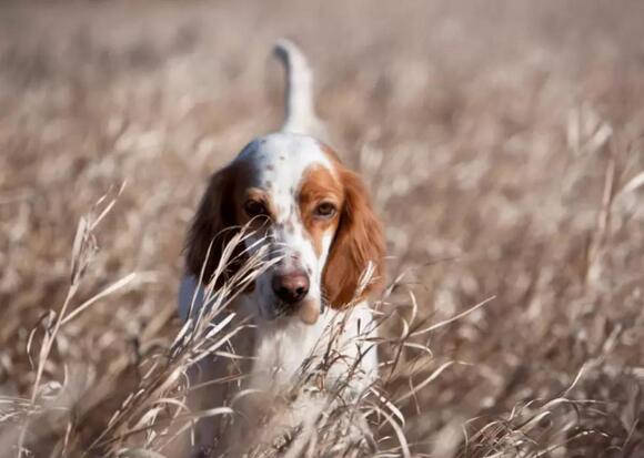 The Story Behind 9 Rescued Dogs In St. Louis County - NewsBreak