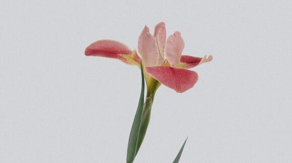 The "Unsprung" Flower: Why your unhurried timeline is a masterpiece of ...