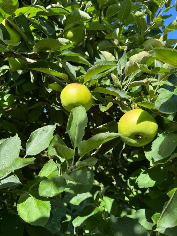 The Rhode Island Greening apple is RI's state fruit. But where can you ...