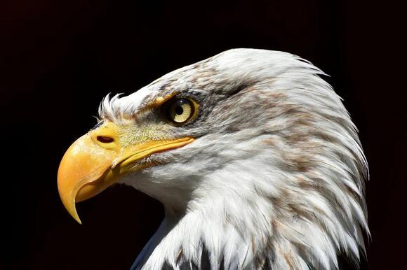 11 US States Where You Can Still Spot the Majestic Bald Eagle - NewsBreak