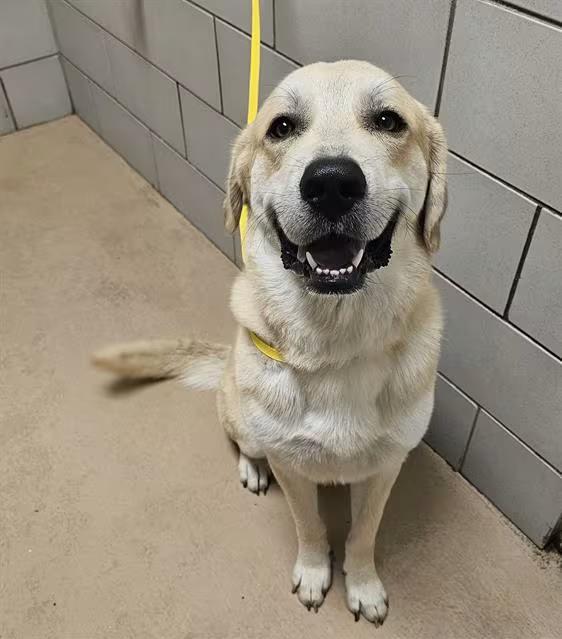 🐶 Playful, Loyal & Loving Dogs Ready for Adoption in Nashville - NewsBreak