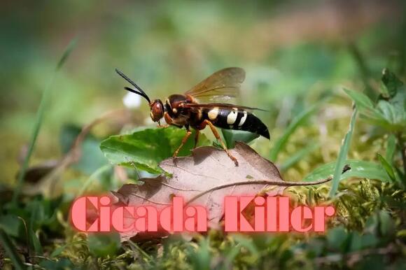 The 5 Huge Texas Bugs that Could Show Up in Your Home Today - NewsBreak