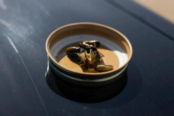 Meet the mussel-sniffing dogs that could save California from a Delta ...
