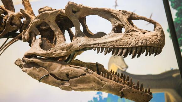 6 Fossils That Show Evidence of Scavenging — and Who Did It - NewsBreak