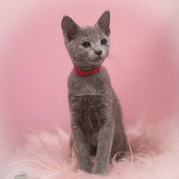 🐱 Russian Blue Kittens Ready for Adoption in Ponte Vedra - NewsBreak