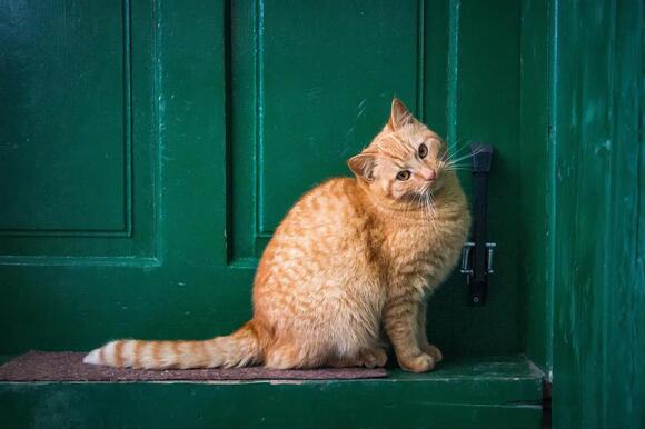 Your Cat’s Tail Tells a Story: Decoding Its Every Flick and Swish ...