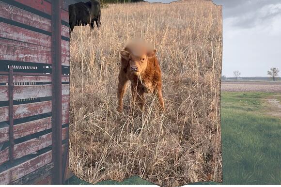 Oklahoma Calf Goes Viral For Its Unique Heart-Shaped Mark - NewsBreak