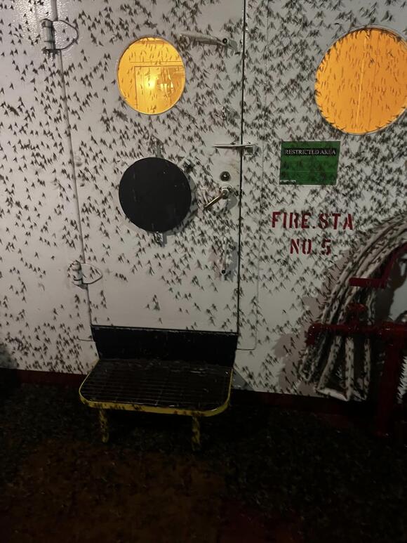 Mayflies swarm Great Lakes freighter as they begin showing up in metro ...