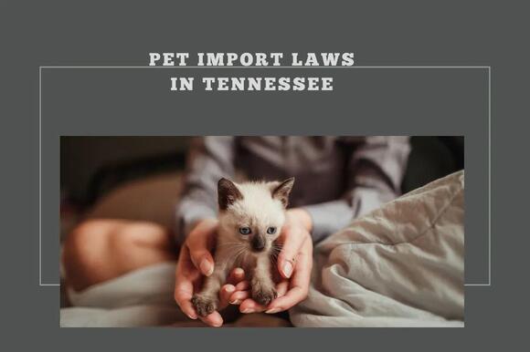 Pet Import Laws in Tennessee: What Every Pet Owner Needs to Know Before ...