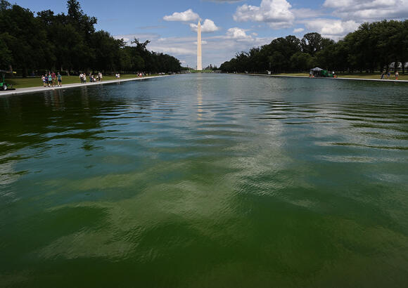 Social Media Reacts After Reflecting Pool Turns Green Days After Donald ...
