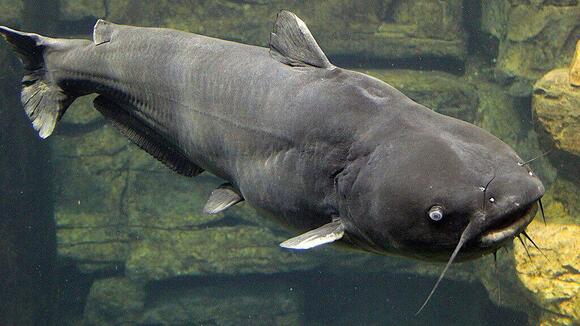Meet the Creatures of the Mississippi River Valley - NewsBreak