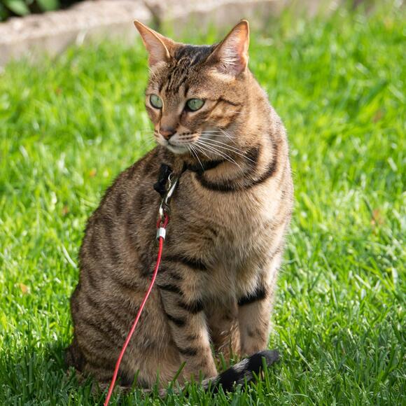 10 Cat Breeds Fire Signs Can’t Resist - NewsBreak