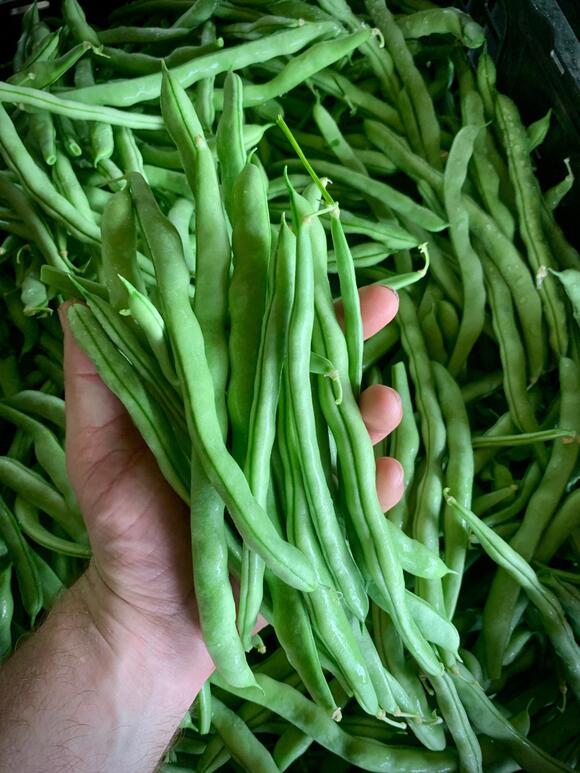 Experts say this is the best way to store green beans - NewsBreak