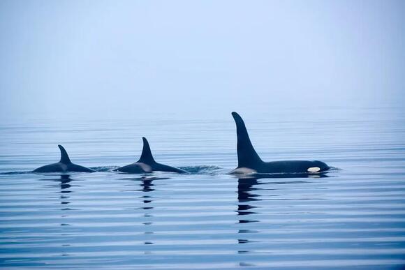 Orca Lures Birds With Fish For A Sneaky Meal - NewsBreak