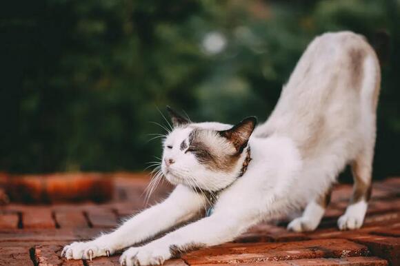 10 Cat Health Trends Pet Owners Are Talking About This Year - NewsBreak
