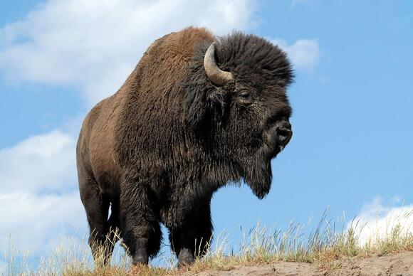 How Fast Can a Bison Run? Faster Than You Think - NewsBreak