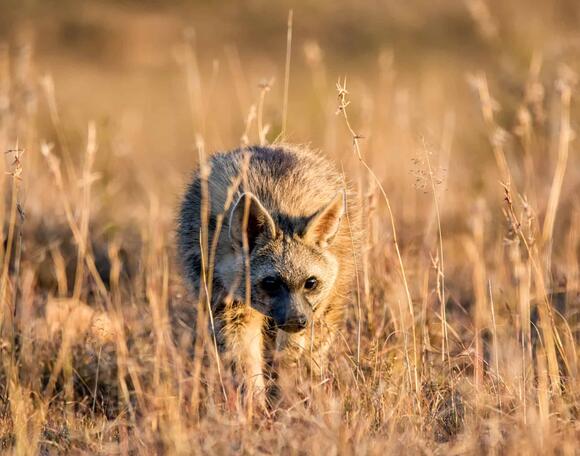 Rare Encounter, Aardwolf - NewsBreak
