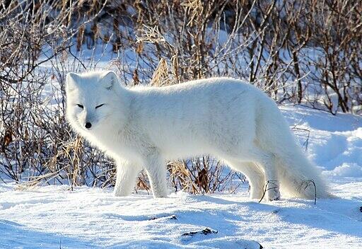 How Cold Snaps Challenge Arctic Animals - NewsBreak