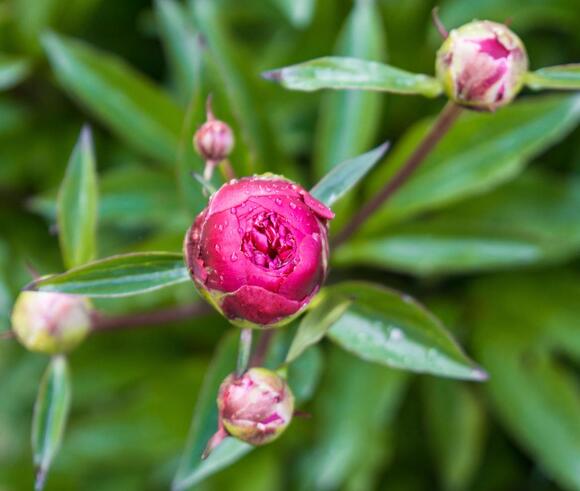 What To Do With Peonies In May For Spectacular Blooms And Sturdy Plants ...