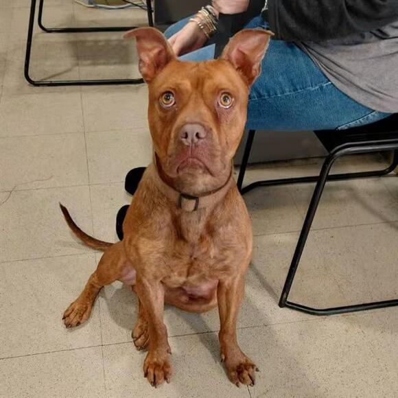 🐶 Playful, Gentle & Loyal Dogs Ready for Adoption in Huntsville - NewsBreak