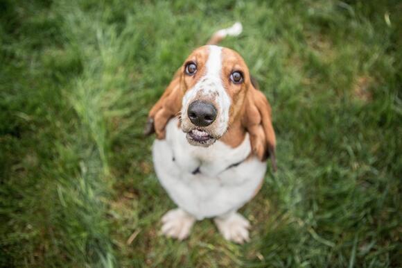5 Stubborn Dog Breeds You Might Want to Avoid - NewsBreak