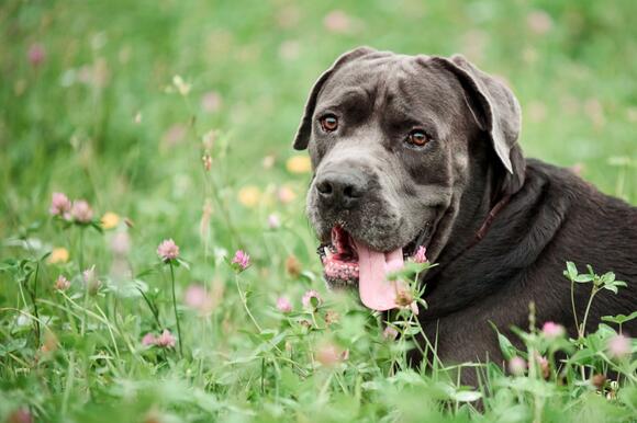 Recommended Cane Corso Health Screenings - NewsBreak