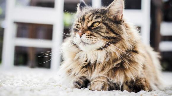 10 Cat Breeds That Prefer Peaceful Homes Over Busy Ones - NewsBreak