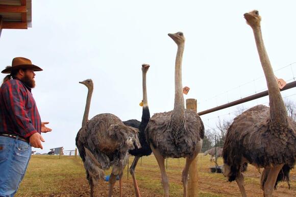 For Kentuckians allergic to beef, a new ostrich farm is ‘rethinking ...