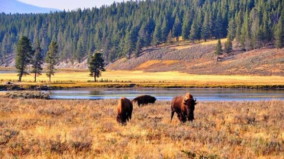 Bison Calf Tragically Perishes After Fall Into Yellowstone’s Boiling ...