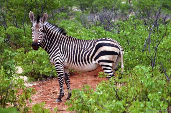 What Makes a Plains Zebra Different from a Mountain Zebra - NewsBreak